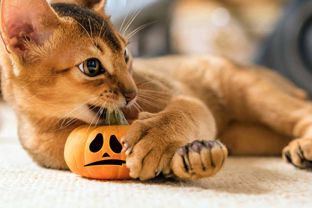 Cat NOTCH Charms – NOTCH®
