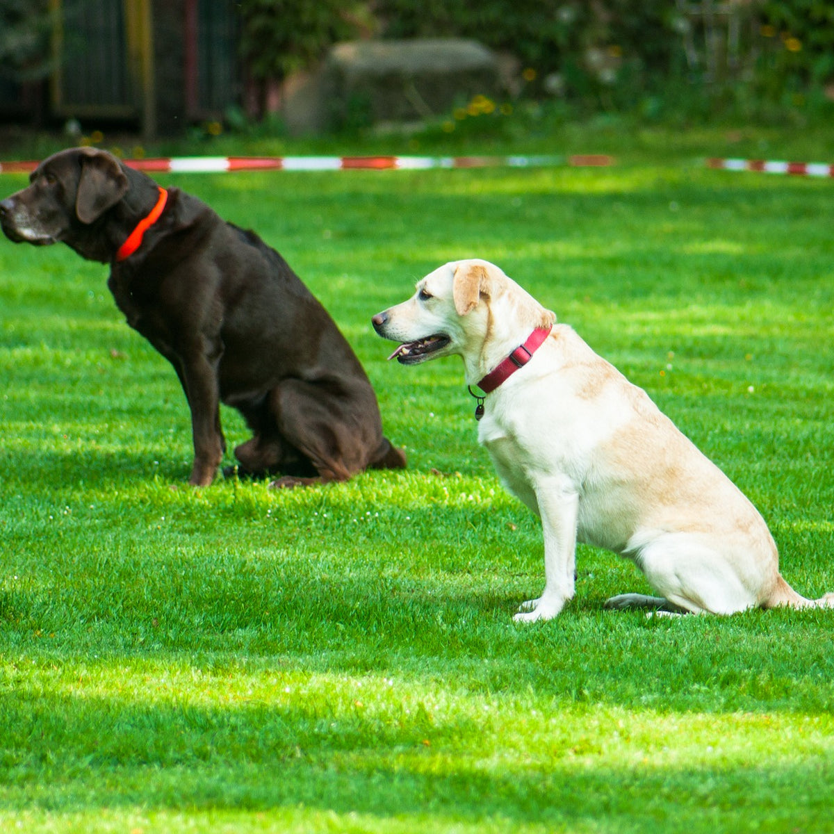 Dog Obedience Notches & Charms – NOTCH®